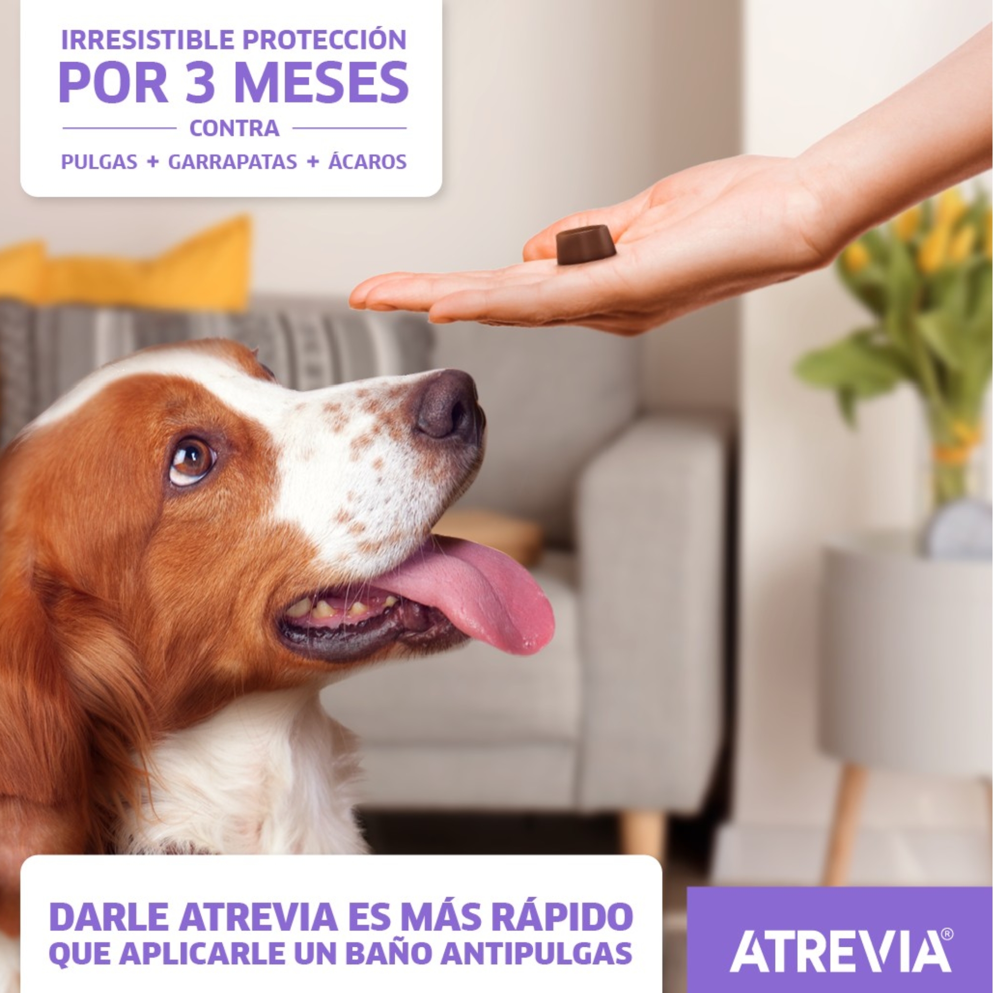 Atrevia XR Large 1000 Mg 20 a 40 Kg X4 Tabletas - Alfadri Pet Shop